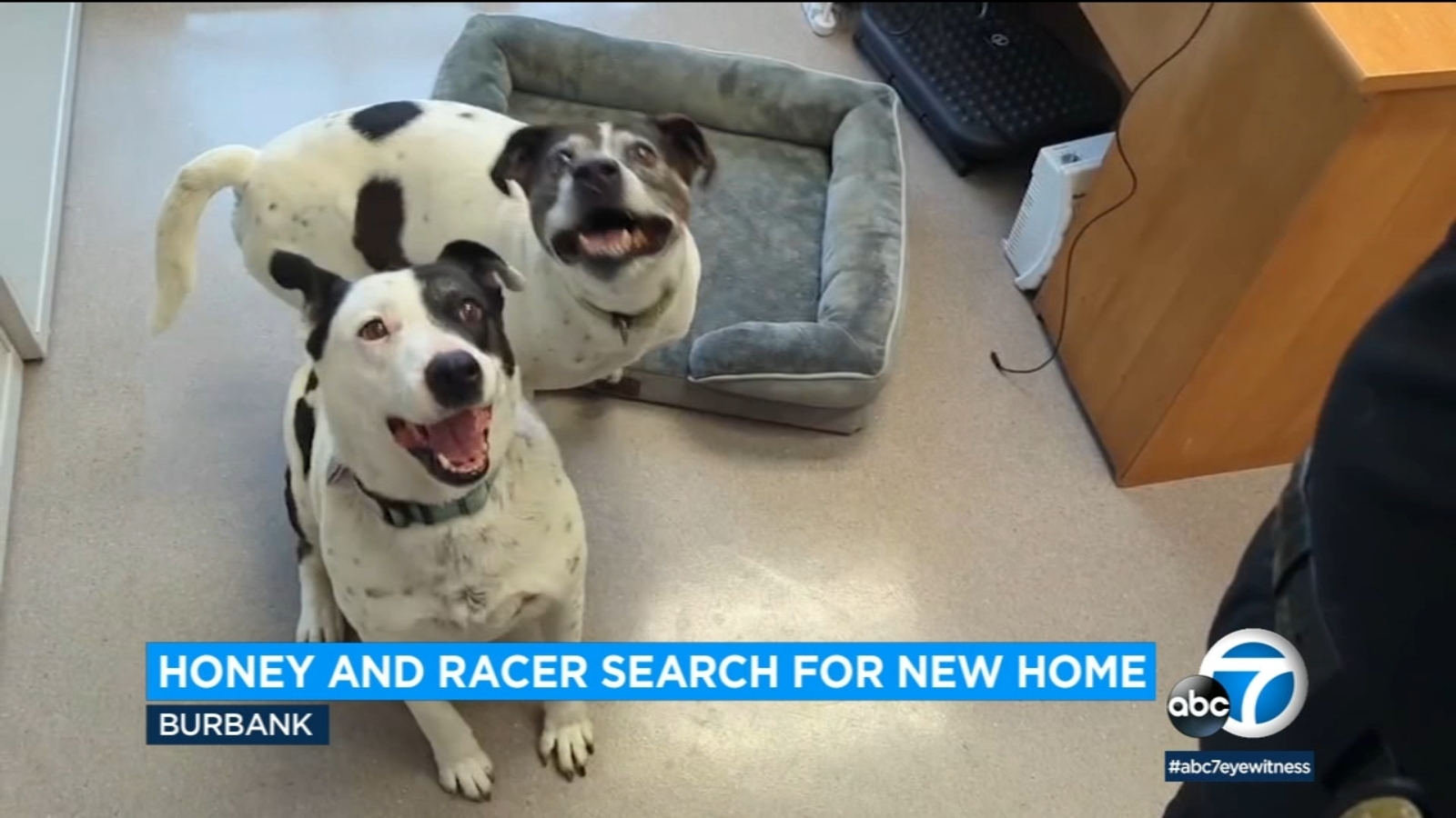 Inseparable pair of pups who've been at Burbank shelter for nearly 2 ...