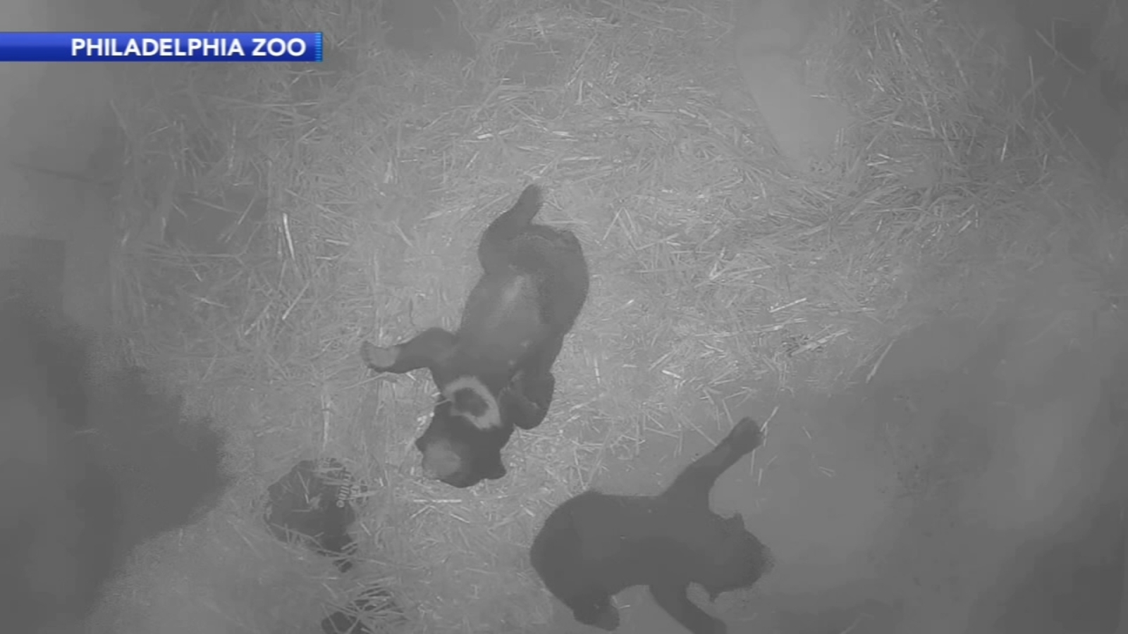Philadelphia Zoo wants your help naming 2 adorable sloth bear cubs ...