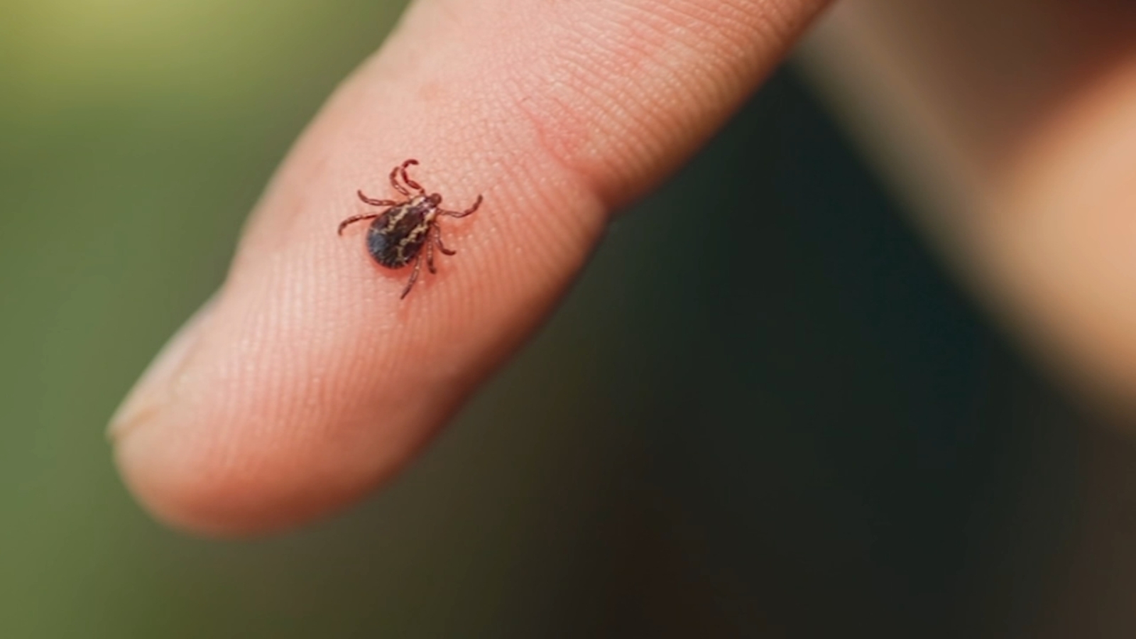 Tickborne illnesses like Lyme disease rise with rising temperatures ...