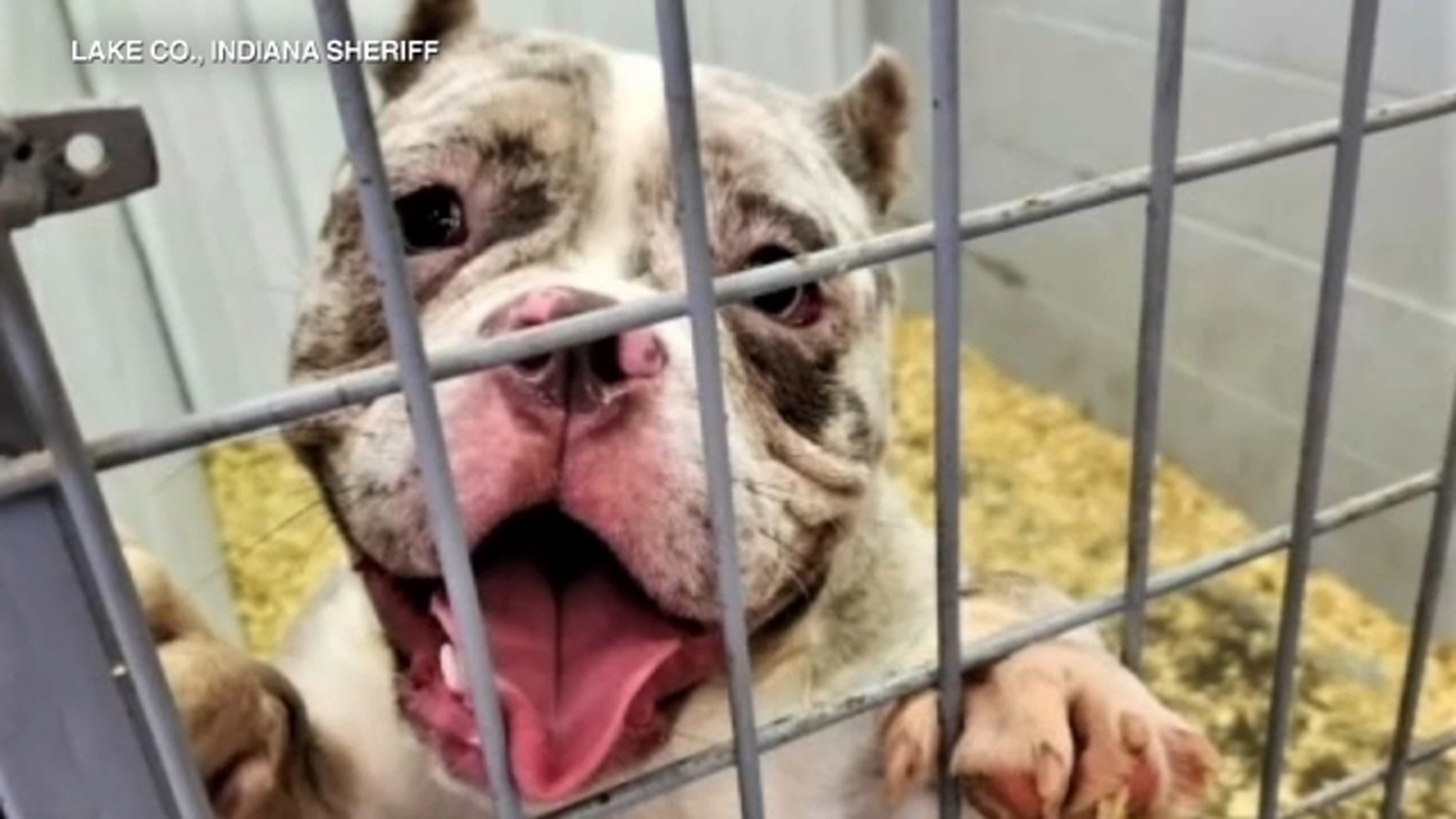 Over 40 dogs rescued from suspected puppy mill in Crown Point ...