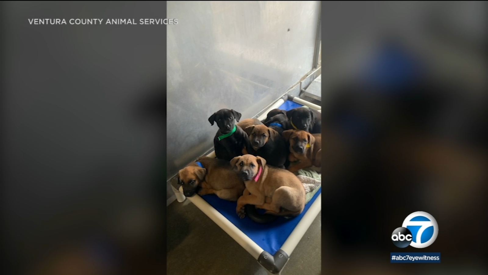 Ventura County Animal Services struggle with overcrowding as more stray ...