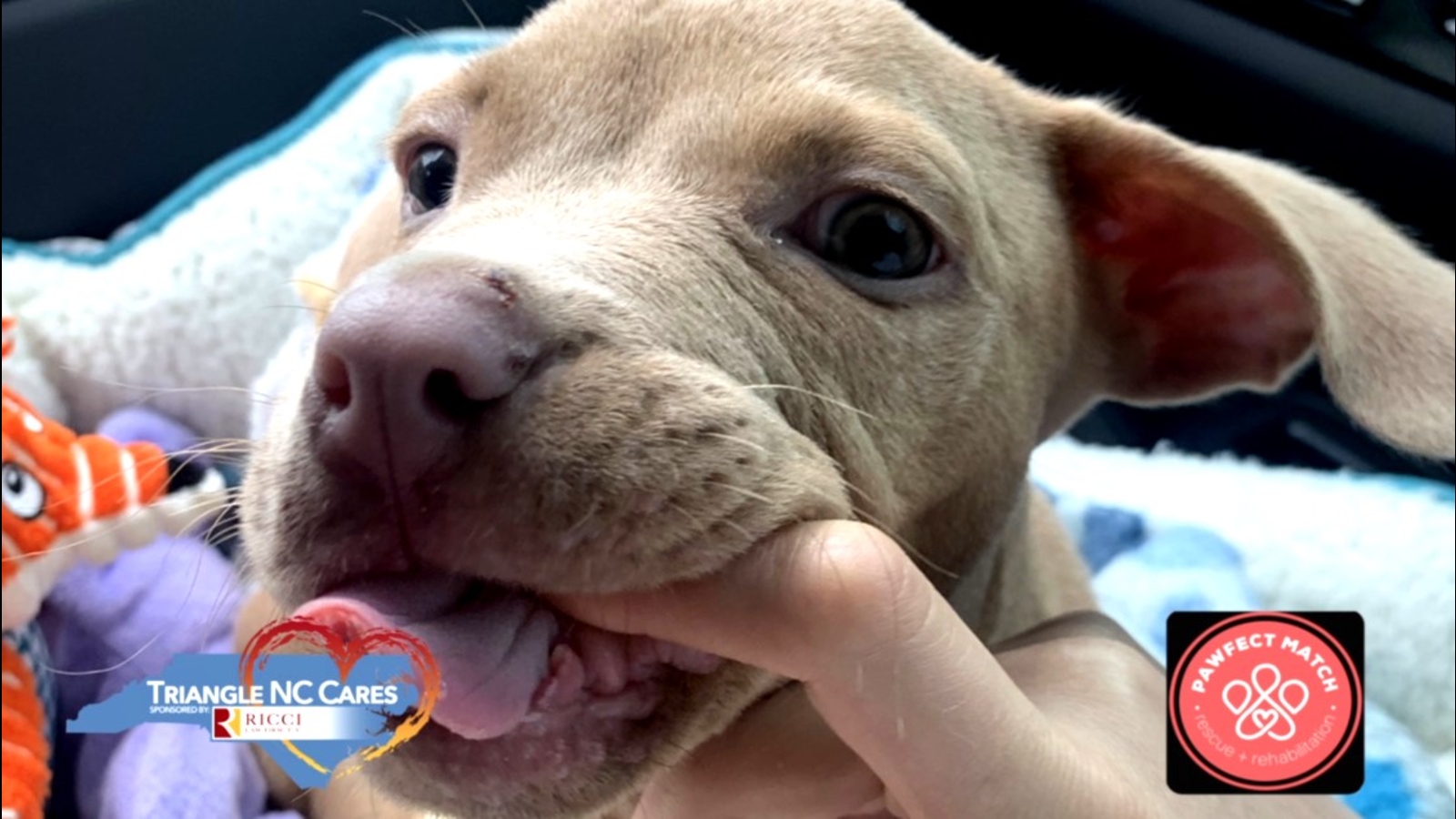 June Triangle NC Cares Award goes to Pawfect Match Rescue and ...