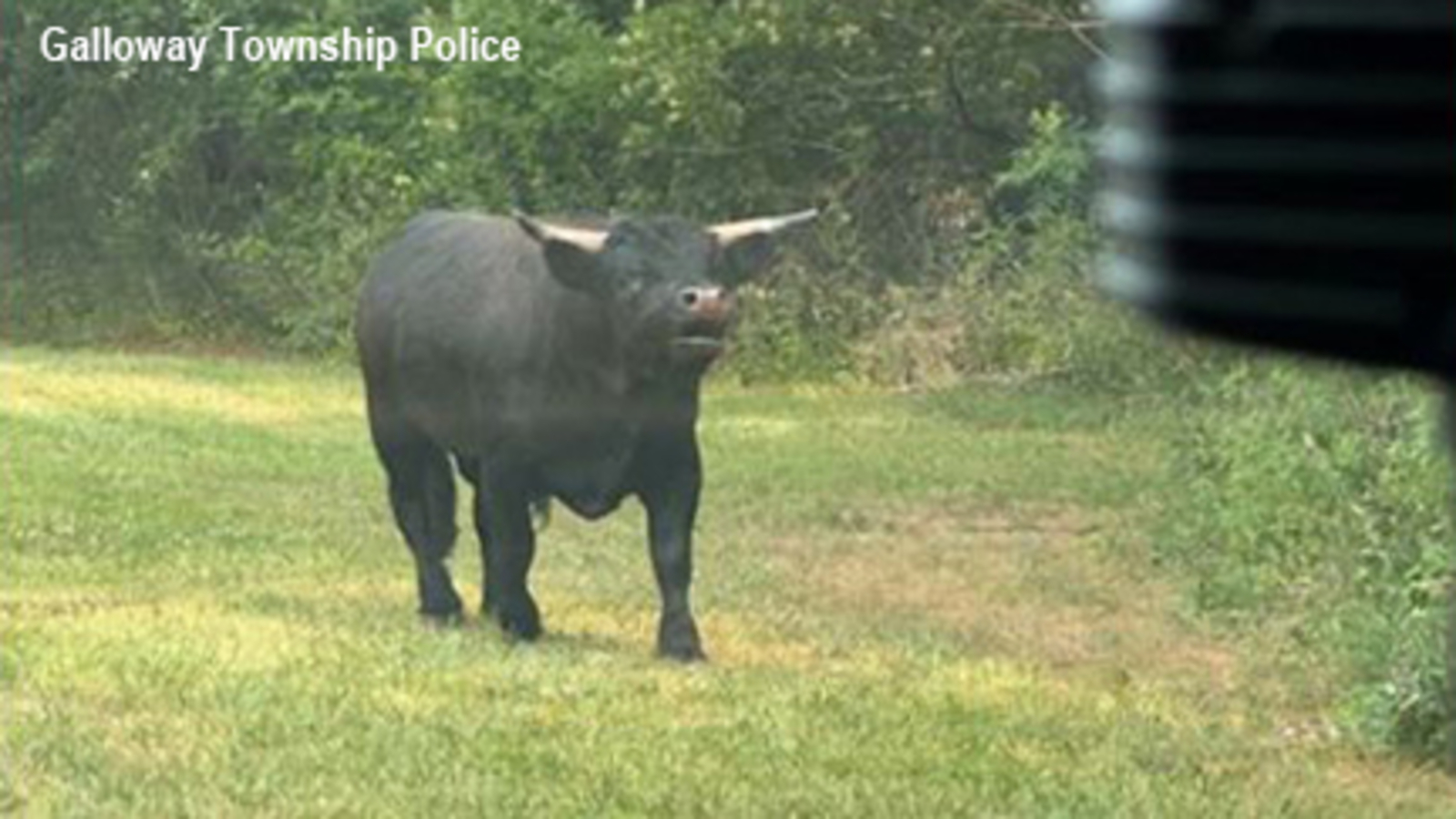 Loose Bull NJ: Police corral animal in Galloway Township, reunite it ...