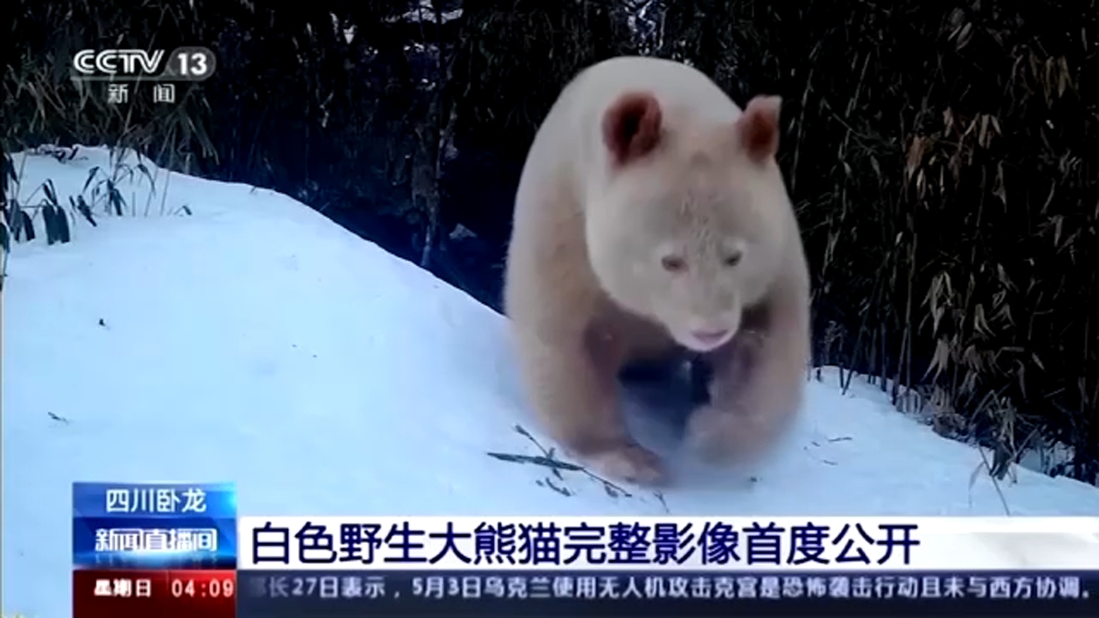 Video shows what's believed to be only all-white panda in world - ABC7 Chicago