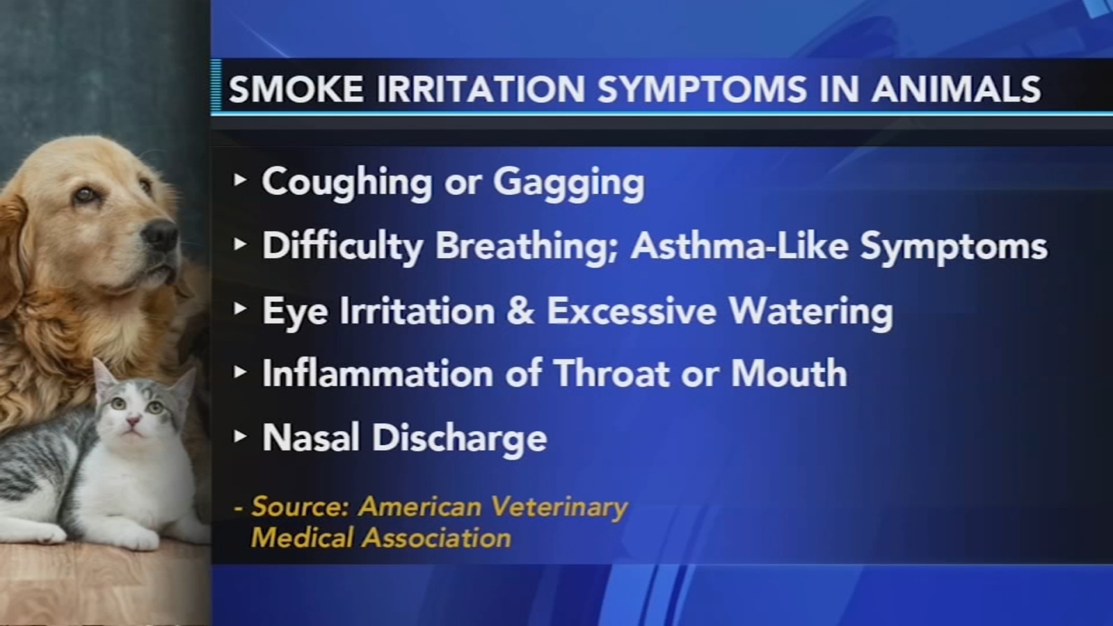 How to protect pets throughout hazardous air quality caused by ...