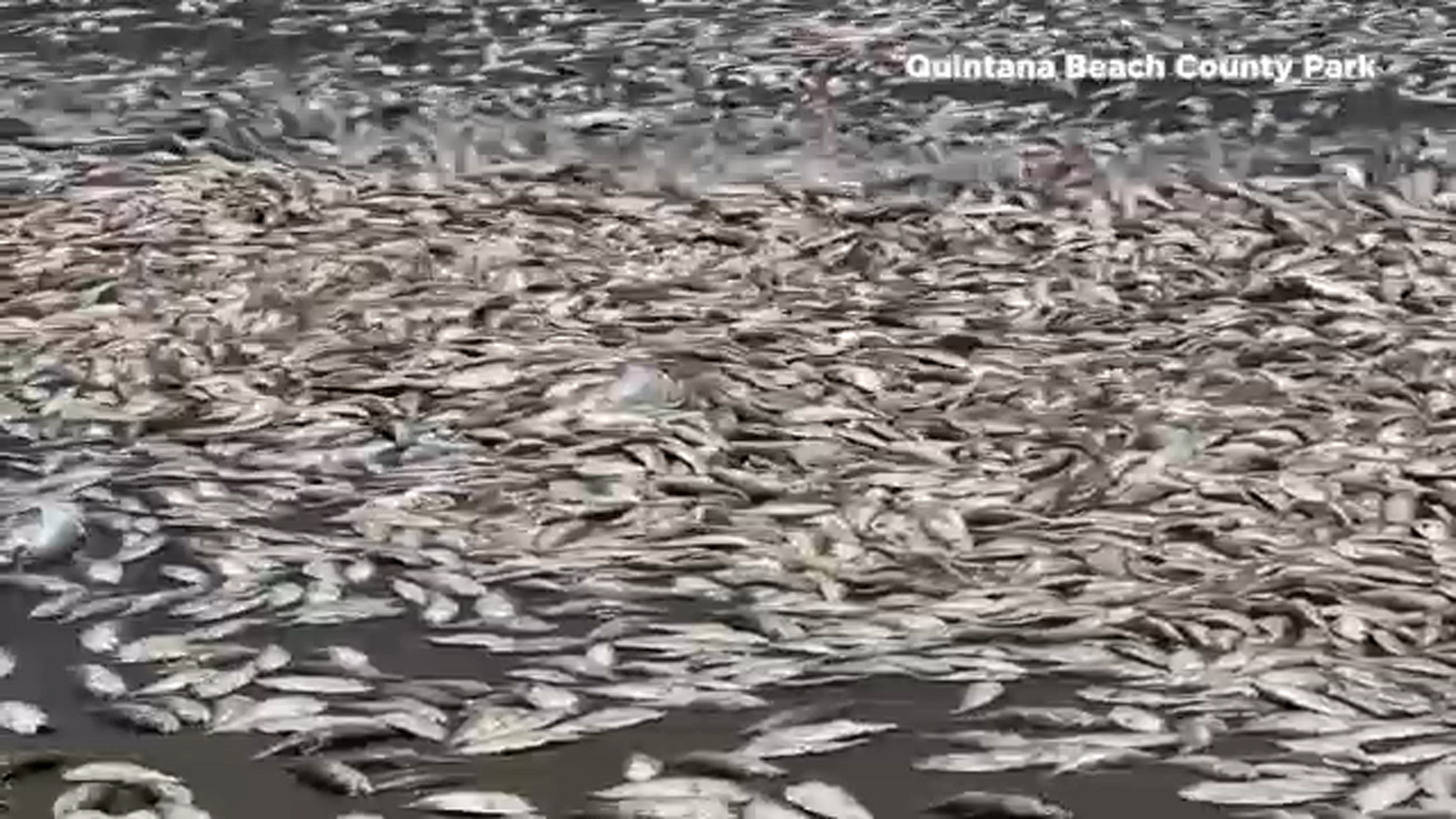 Fish kill at Quintana Beach, caused by low dissolved oxygen, appears to ...