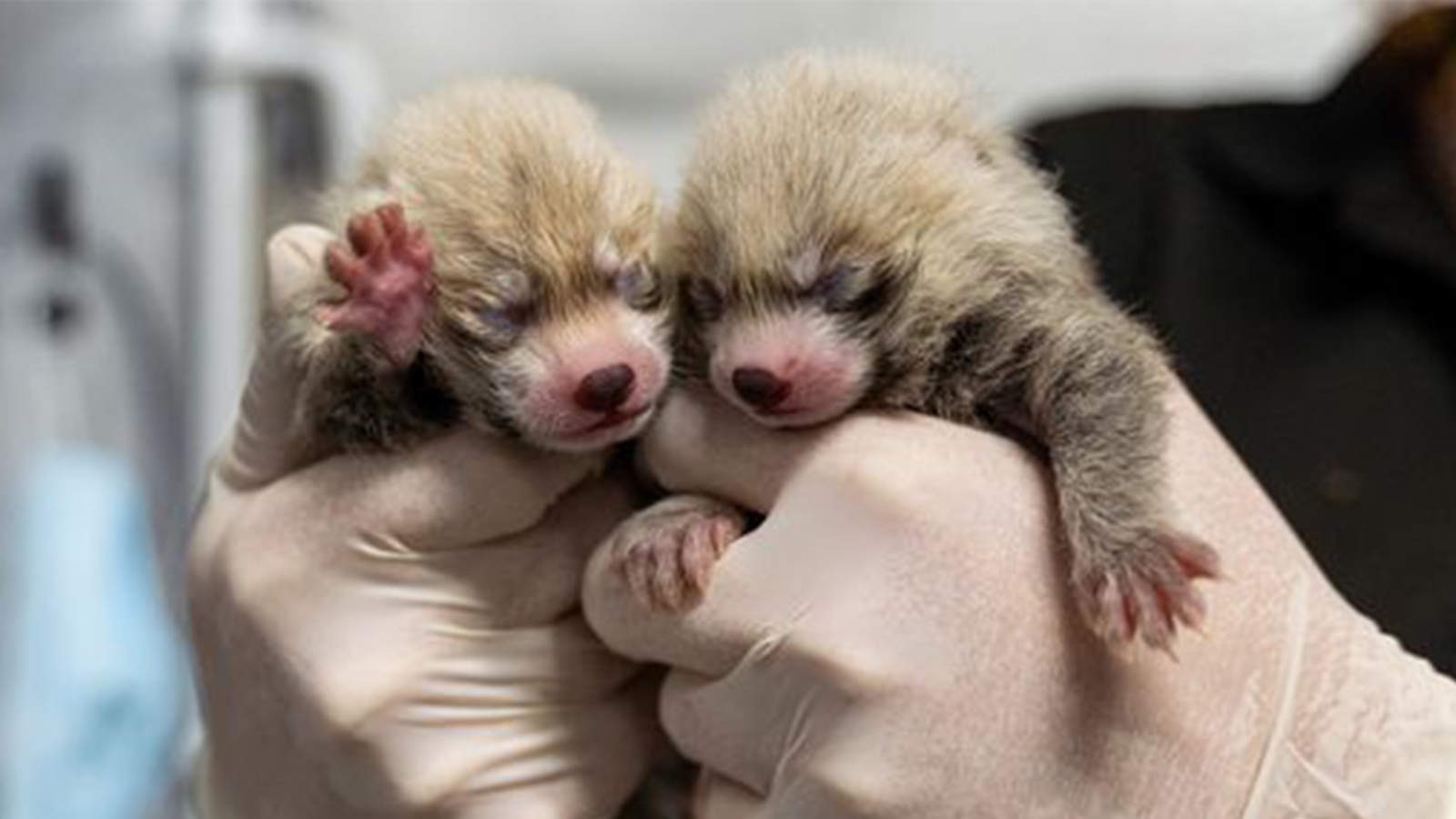 Two Red Panda Cubs Born At Greensboro Science Center Abc11 Raleigh Durham