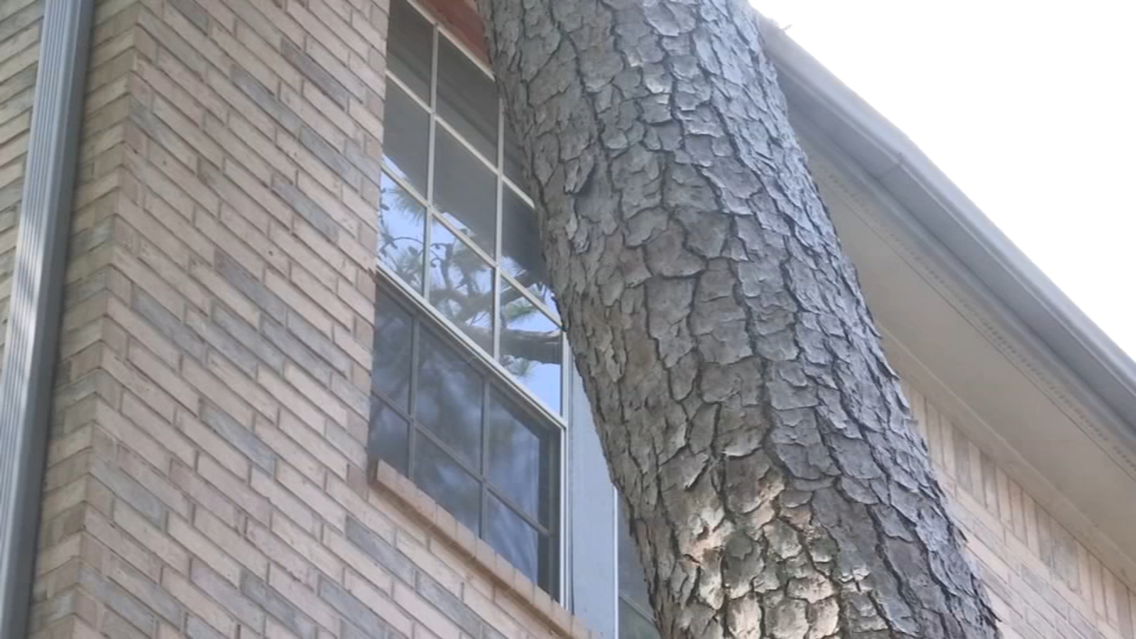 Couple in NE Harris County reach out to ABC13 after tree falls on top ...