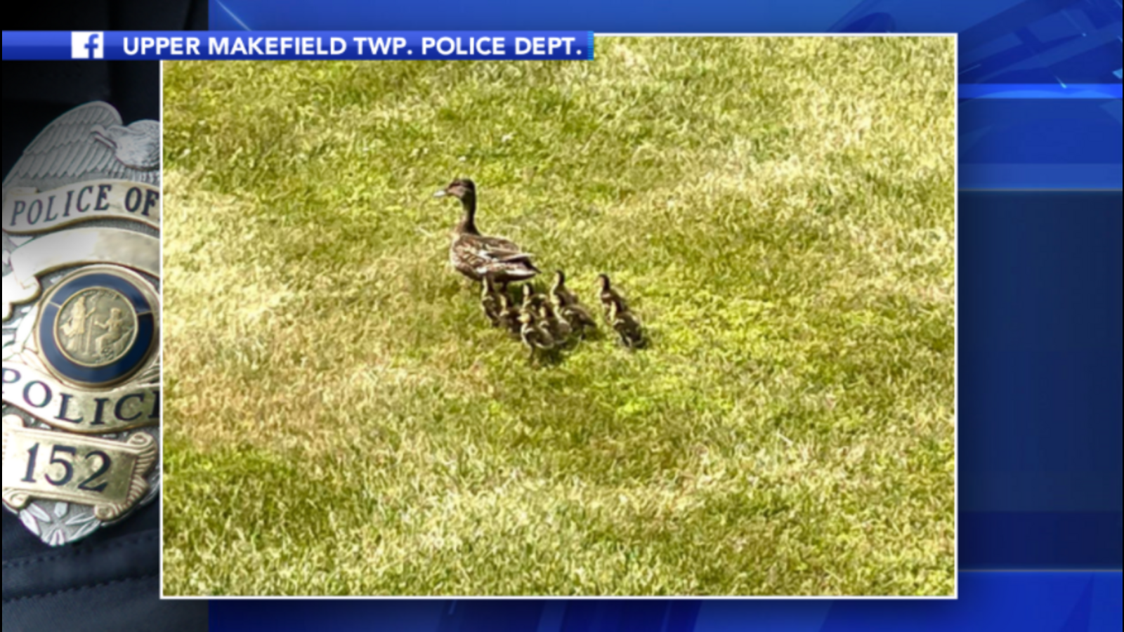 Upper Makefield Township police in Bucks County rescue 6 baby ducks ...