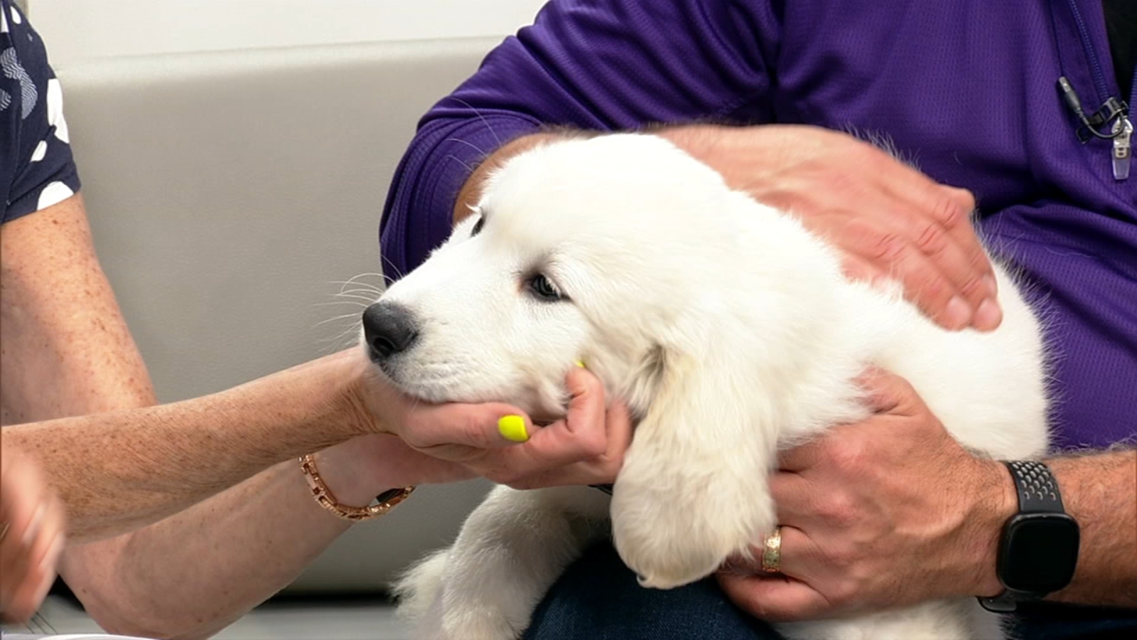 Dog adoption Anderson Humane programs go beyond 'Subaru Puppies' at ...