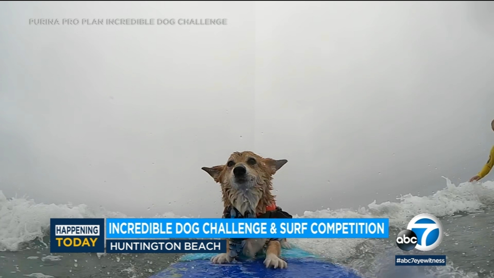 Huntington Beach State Park hosts annual Purina dog surfing competition ...