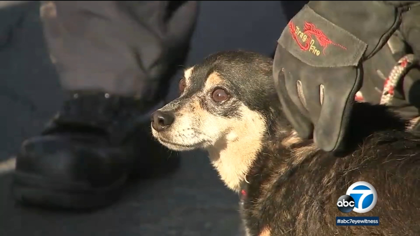 Dog rescued after getting stuck in storm drain in San Gabriel Valley - ABC7 Los Angeles