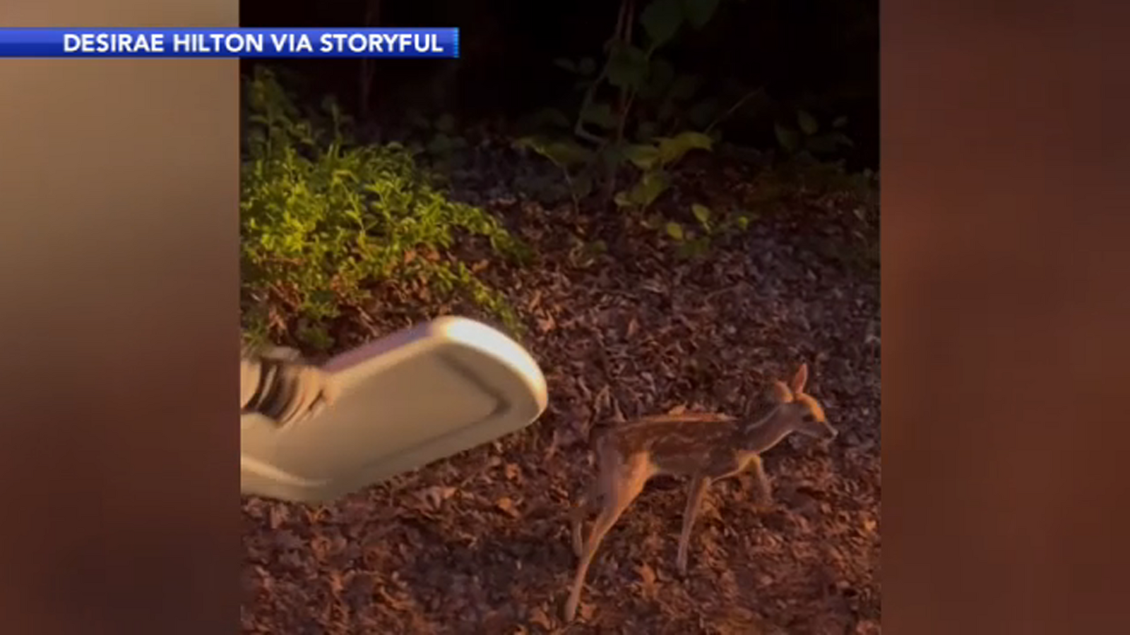 Firefighter in Gloucester County, New Jersey saves baby deer caught in ...