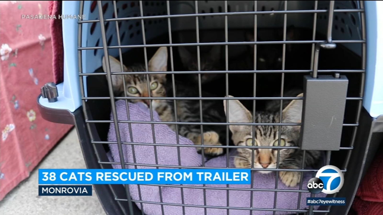 38 cats and kittens rescued from cramped trailer in Monrovia now up for ...