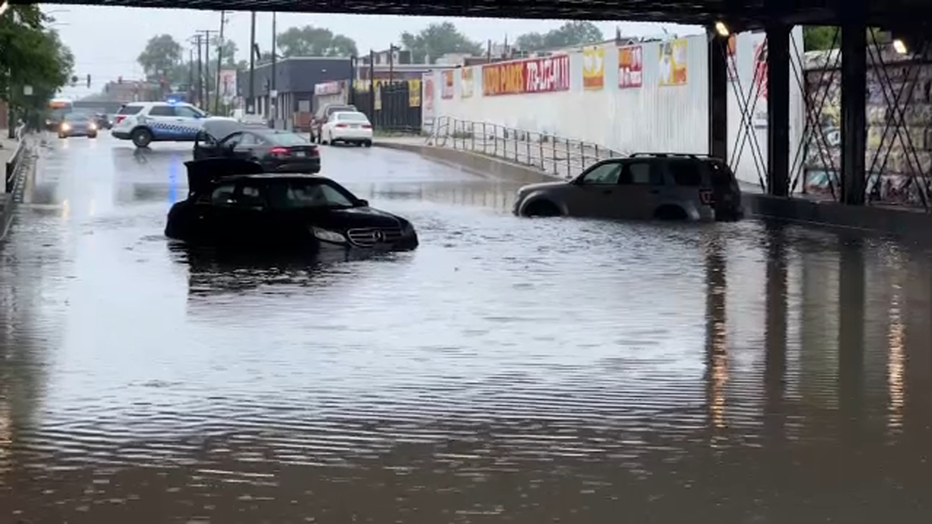 Ants band together to create raft, survive floodwaters - ABC7 Chicago
