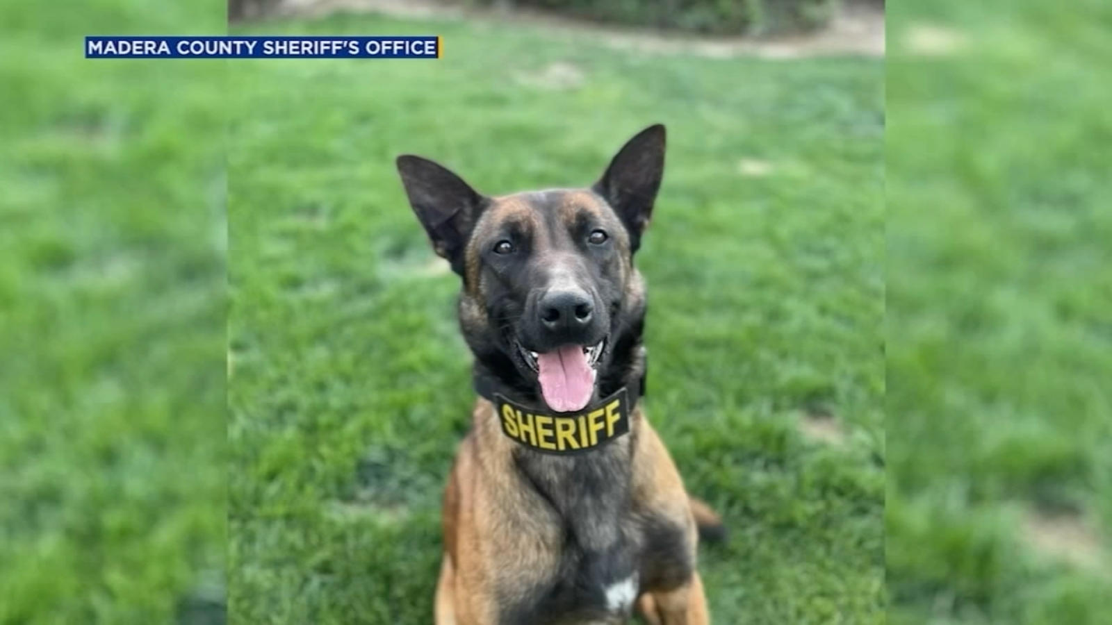 Good Samaritan talks about cracking the case of the missing MCSO K9 ...