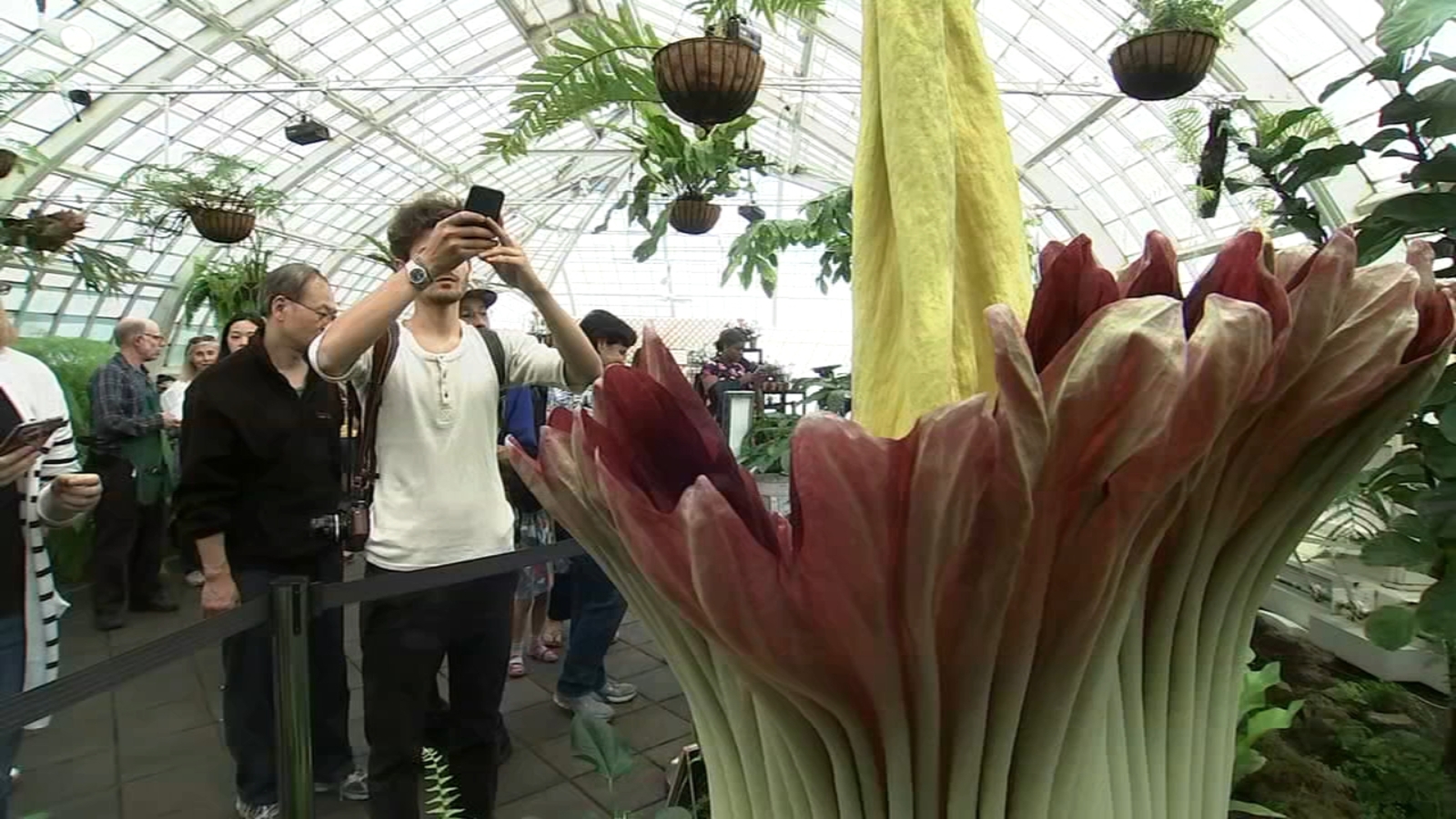 'Scarlet' the rare corpse flower makes 48-hour debut at San Francisco ...