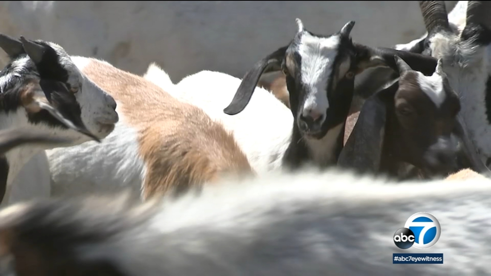 More than 350 grazing goats help with fire prevention at San Manuel ...