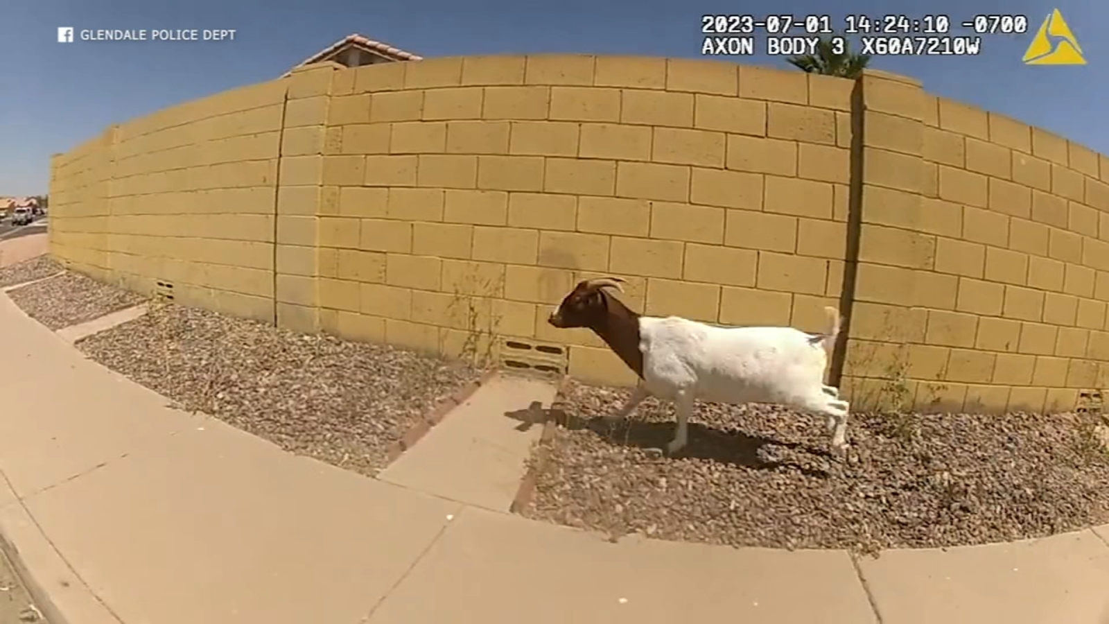 Cops wrangle goats on the loose in Glendale, Arizona neighborhood; see ...