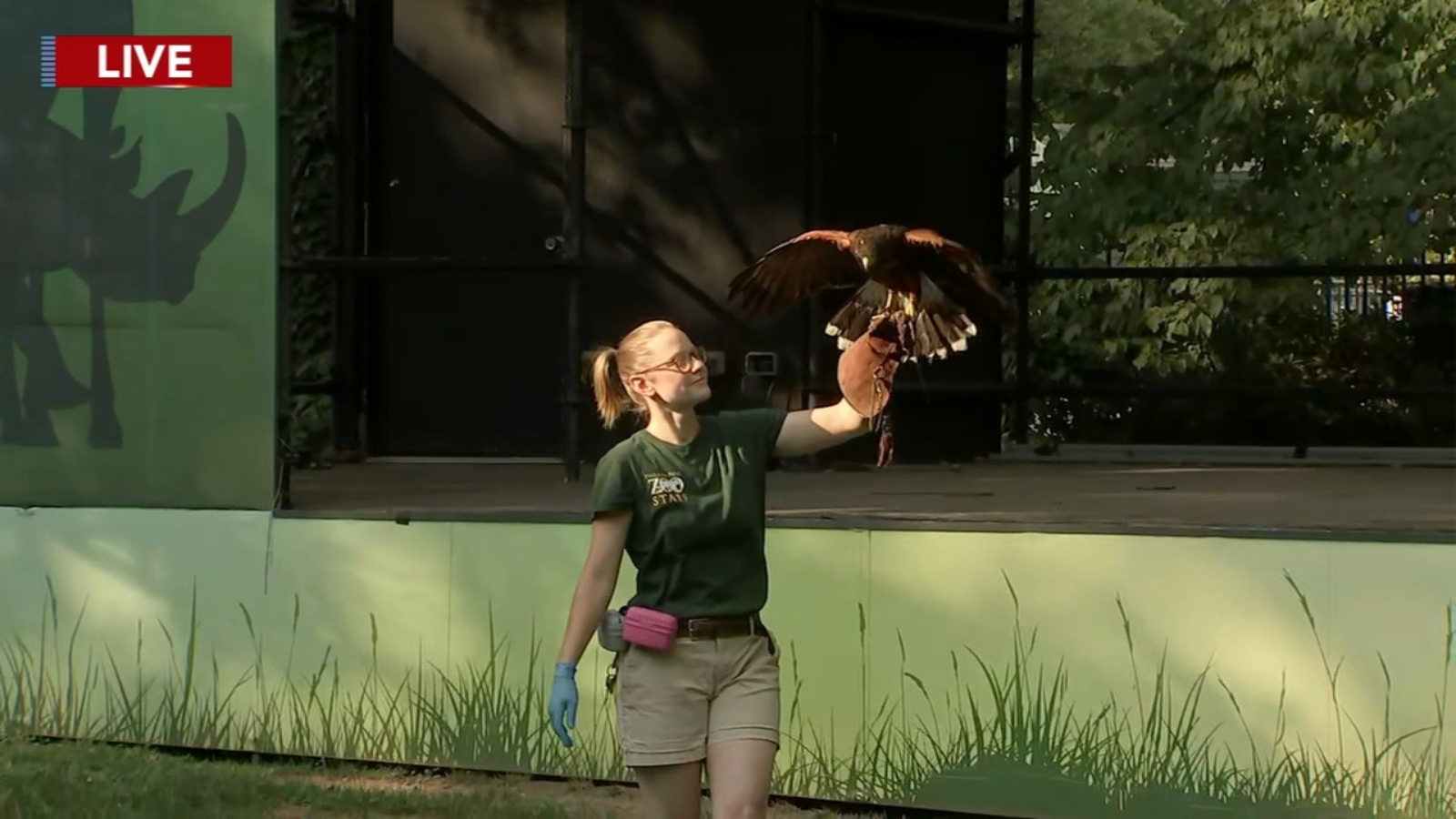 Action News meteorologist Cecily Tynan watches hawks take flight during ...