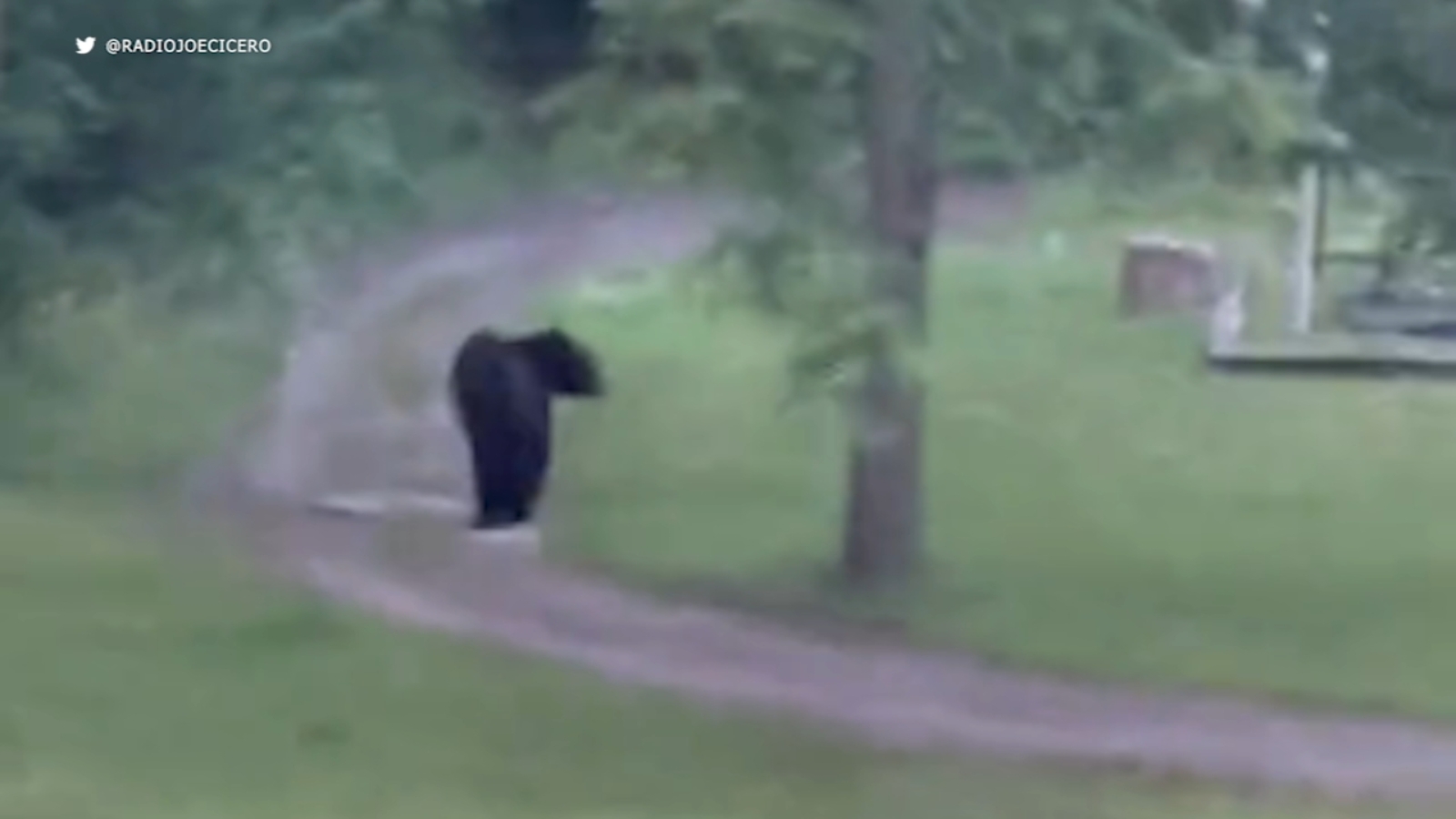 Caught on video: Black bear seen roaming near a home in Twin Lakes, Wisconsin - ABC7 Chicago