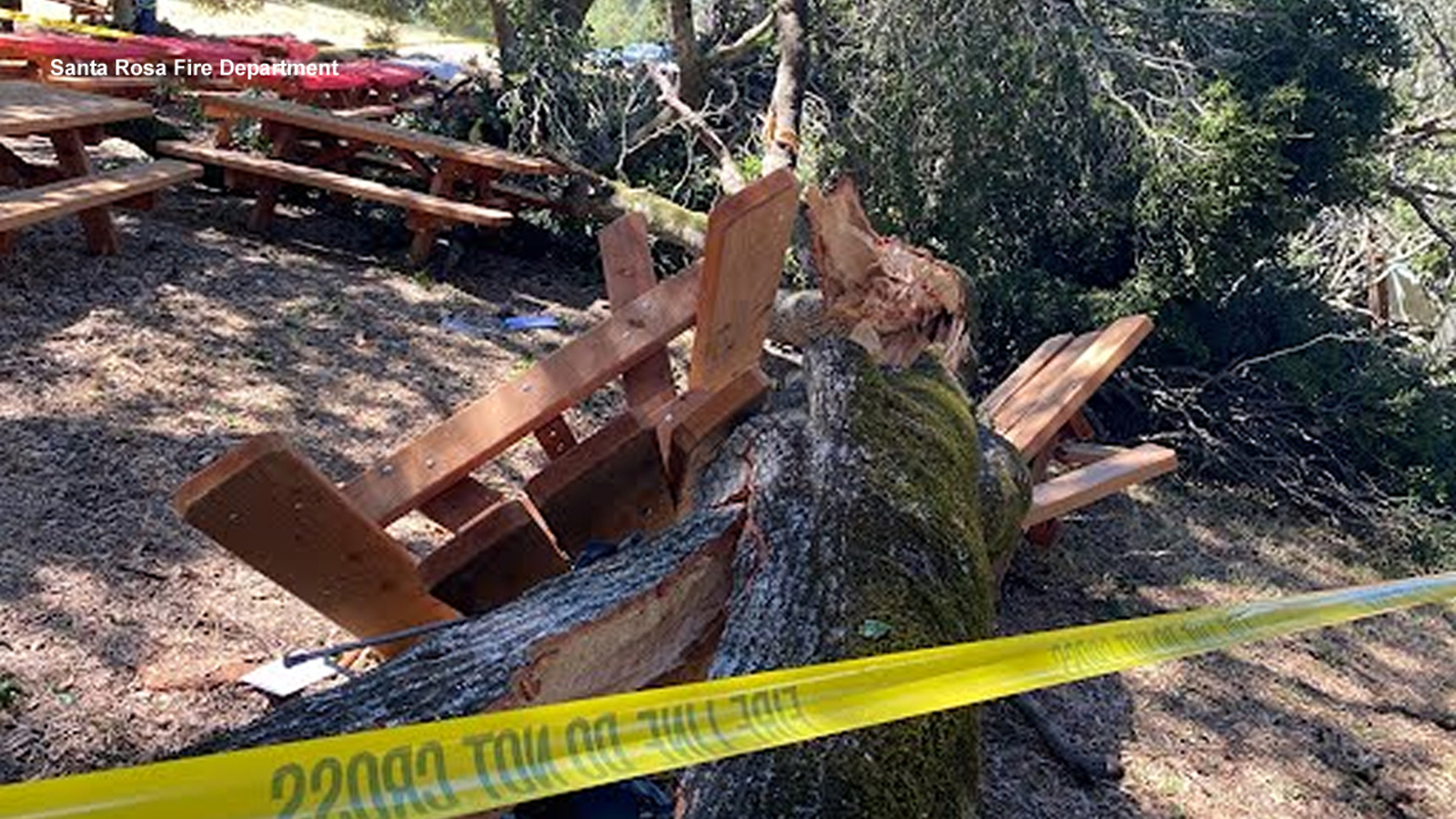 6 injured after tree branch falls at Spring Lake Park in Santa Rosa ...