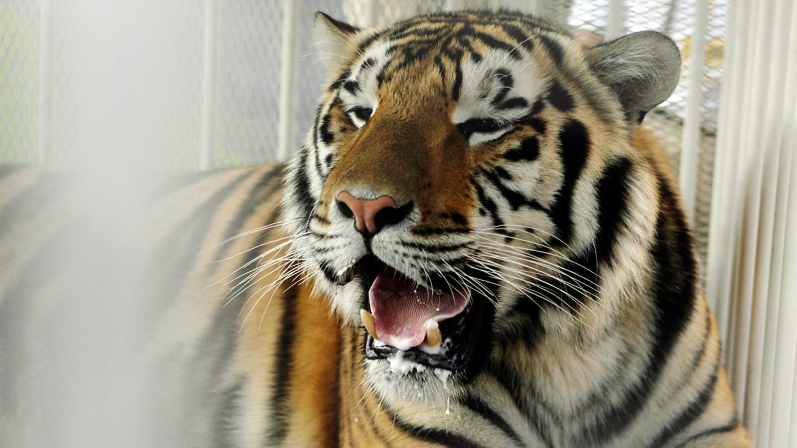LSU's live tiger mascot diagnosed with rare form of cancer - ABC13 Houston