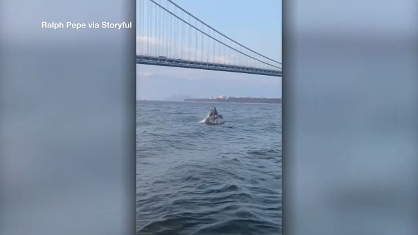 NYC fishermen spot large whale near Verrazano-Narrows Bridge, Staten ...
