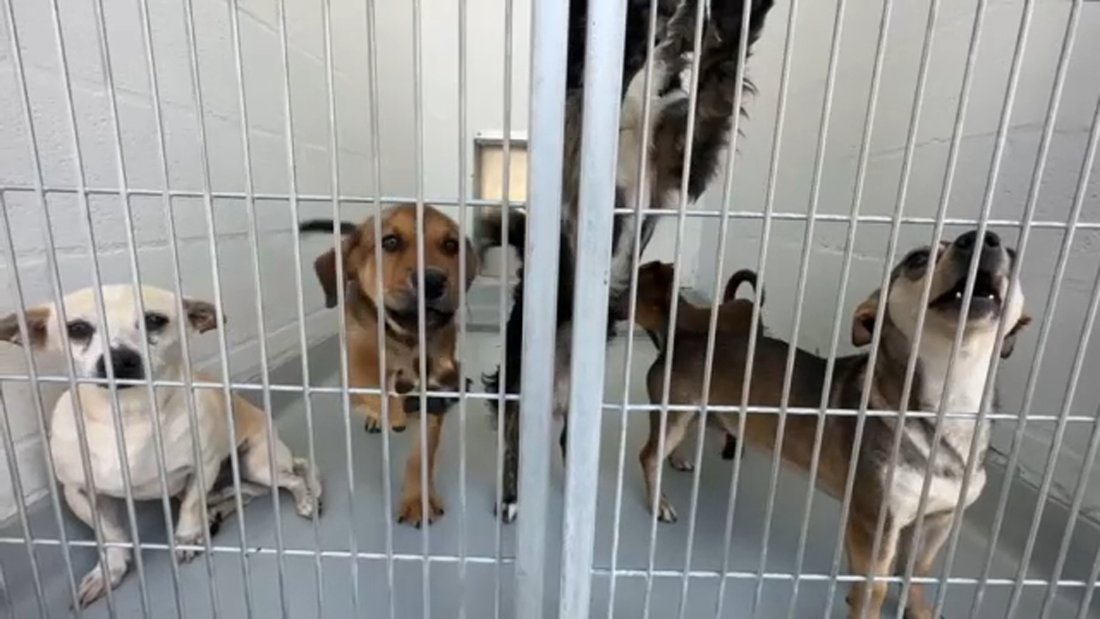 Fresno Animal Center offering free adoption fees this weekend - ABC30 ...