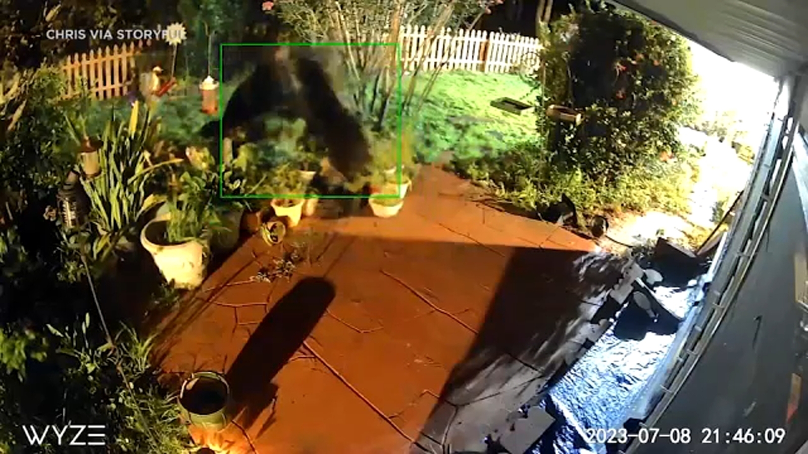 'UFC-style' brawl between 2 bears breaks out in Florida homeowner's ...