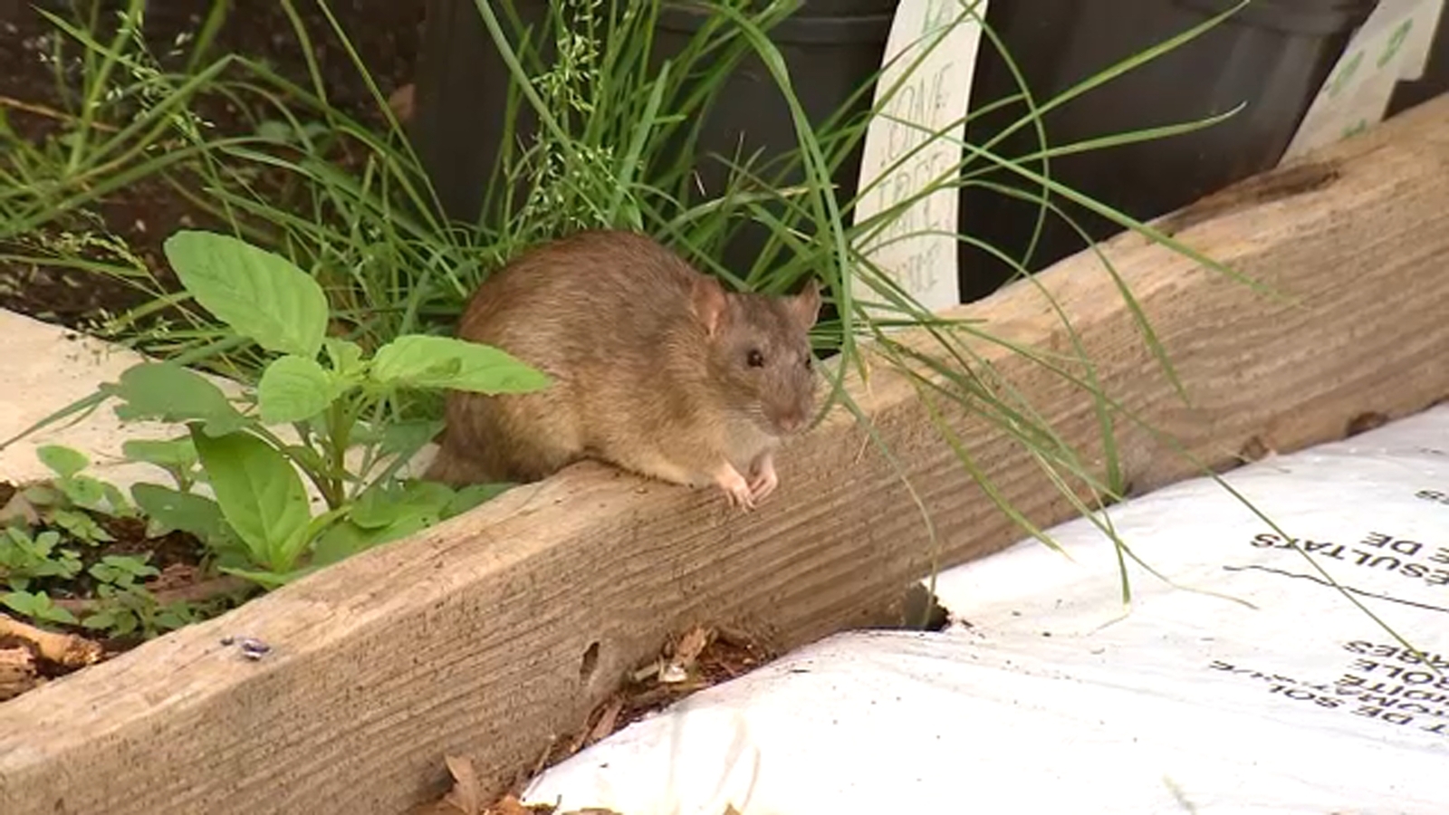 New York City will hold first Anti-Rat Community Day of Action on ...