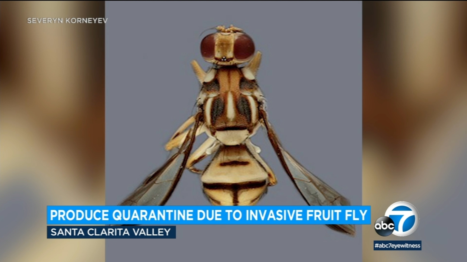 Santa Clarita Valley under produce quarantine after fruit fly native to ...