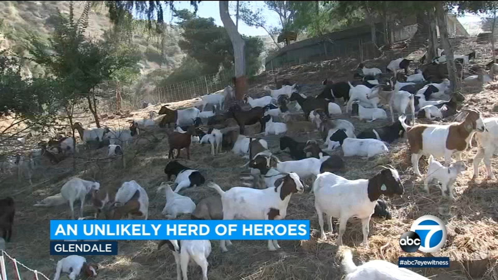 Glendale to place 300 goats around city help prevent wildfires on ...
