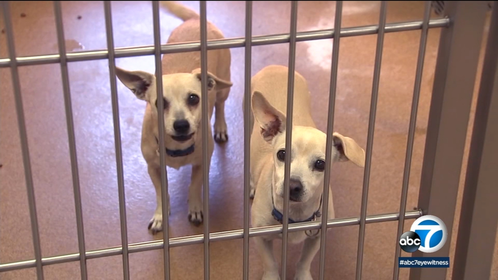 Orange County woman, local rescue planning to save shelter animals by ...