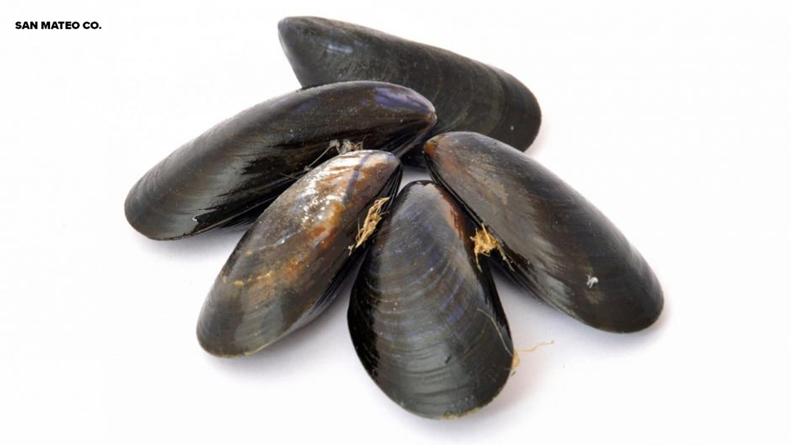 Residents advised against consuming sport-harvested shellfish in San ...