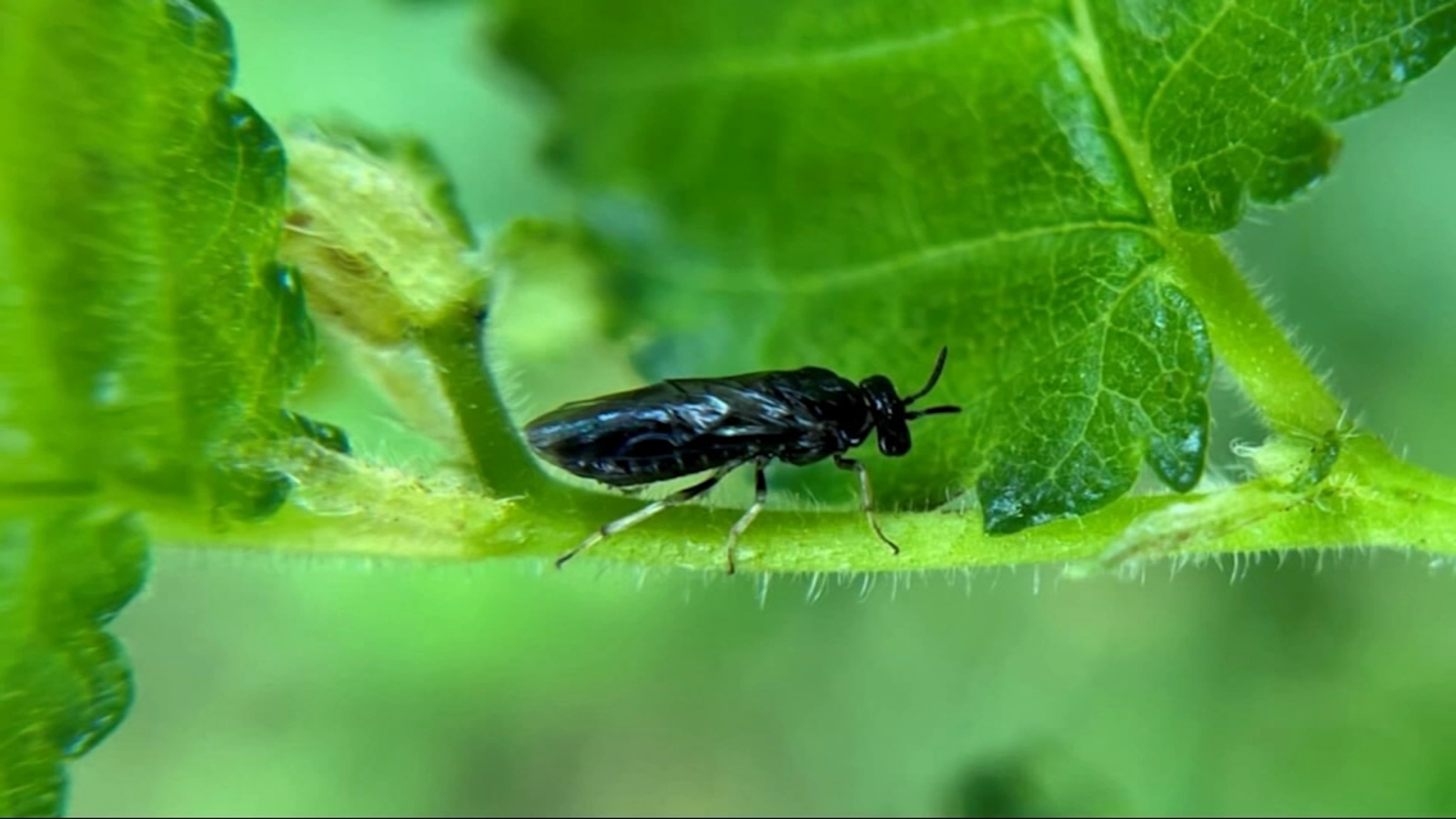 Zigzag sawfly: New invasive insect feeding on elm trees in North ...