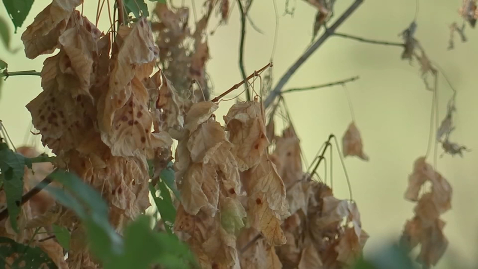 Houston drought: Experts give warning signs of how hot and dry ...
