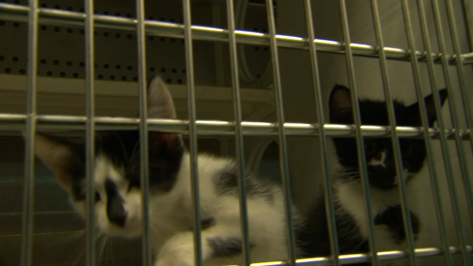 More than 130 cats, dogs adopted from Wake County Animal Center in one ...