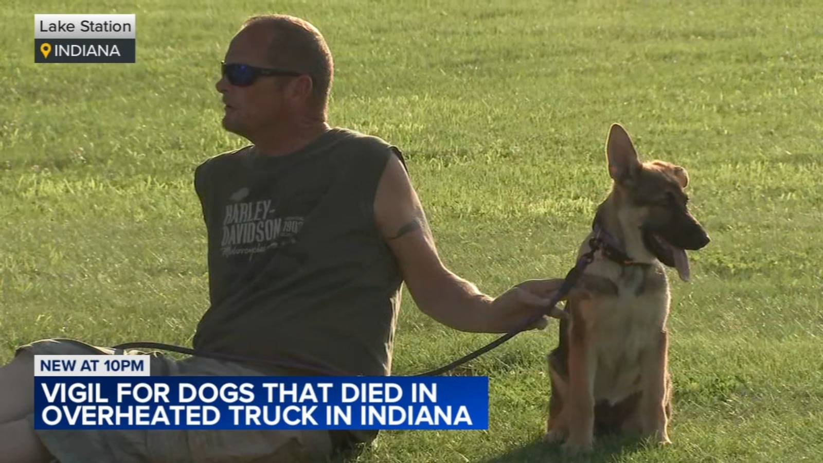 10 German shepherds die after overheating during drive from O'Hare to ...