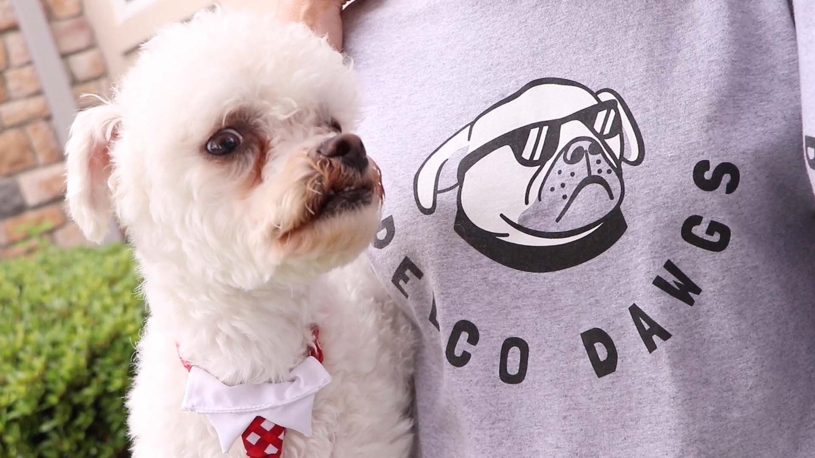 Delco Dawgs faces critical need in animal care operation - 6abc ...