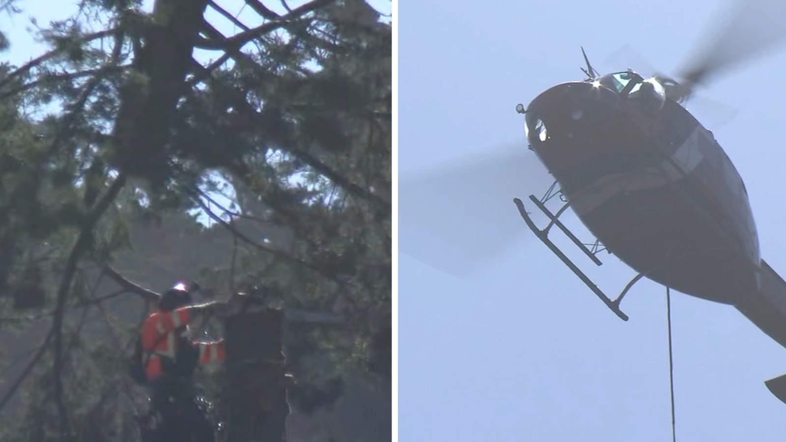 175-foot storm-damaged redwood tree at UC Berkeley removed by ...