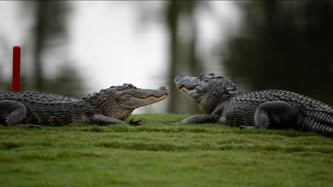 South Florida officers find 2 alligators eating human body - ABC13 Houston