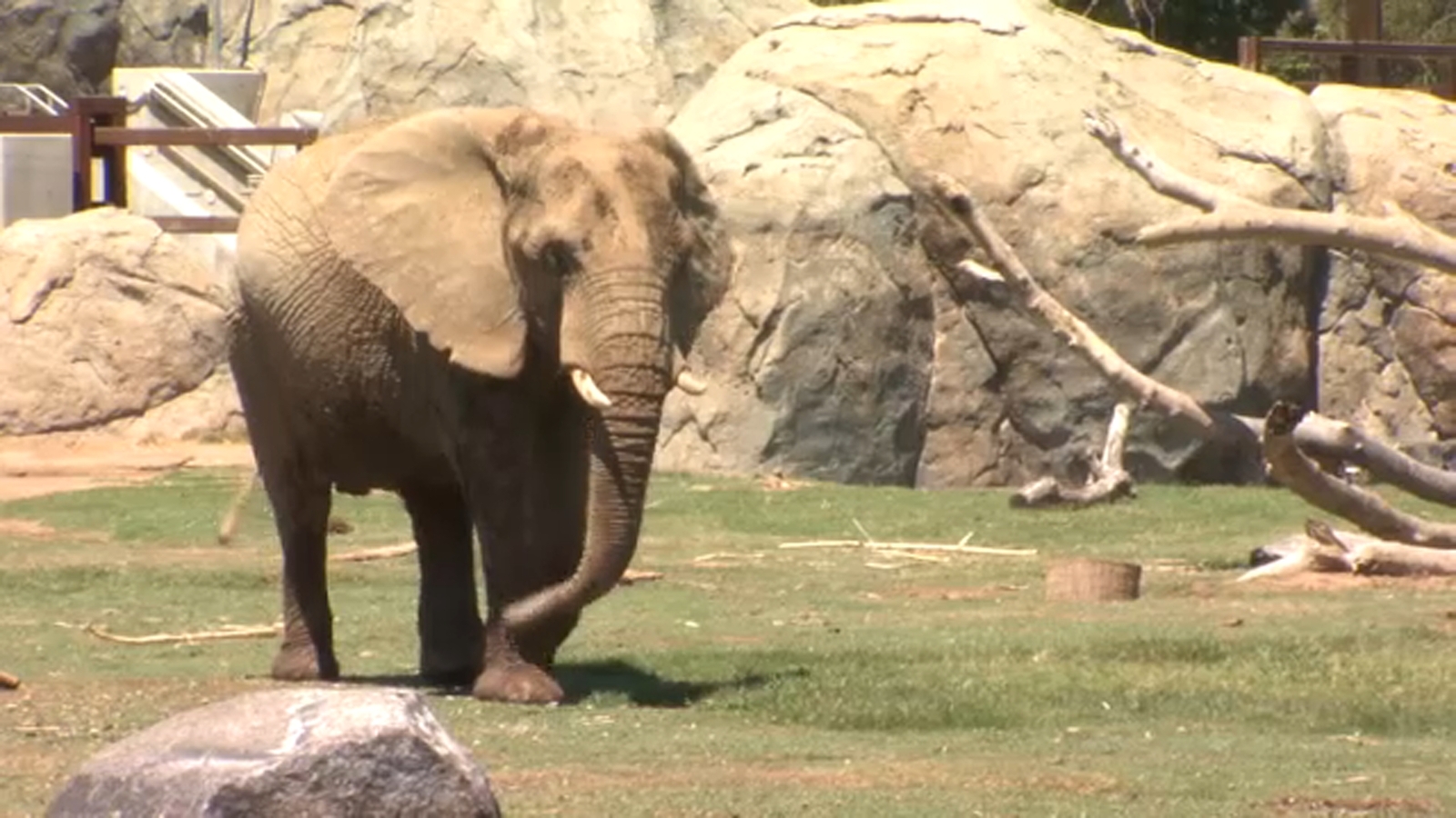 Baby elephants to be born at Fresno Chaffee Zoo for 1st time ever ...