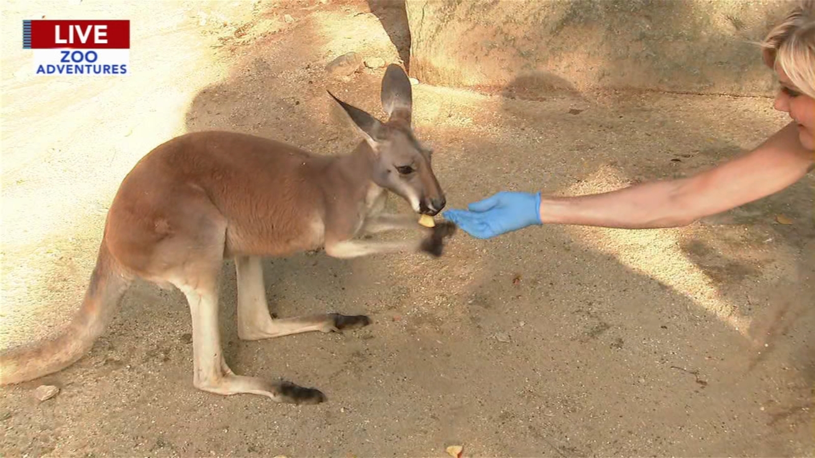 Zoo Adventures: Action News Meteorologist Cecily Tynan meets bearded ...