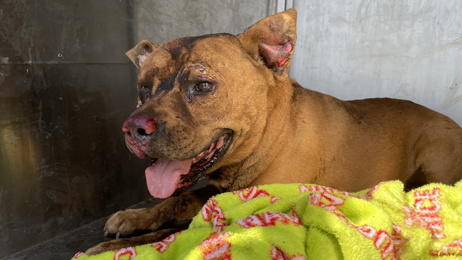 Dog burned alive: Houston police, Humane Society looking for suspect ...