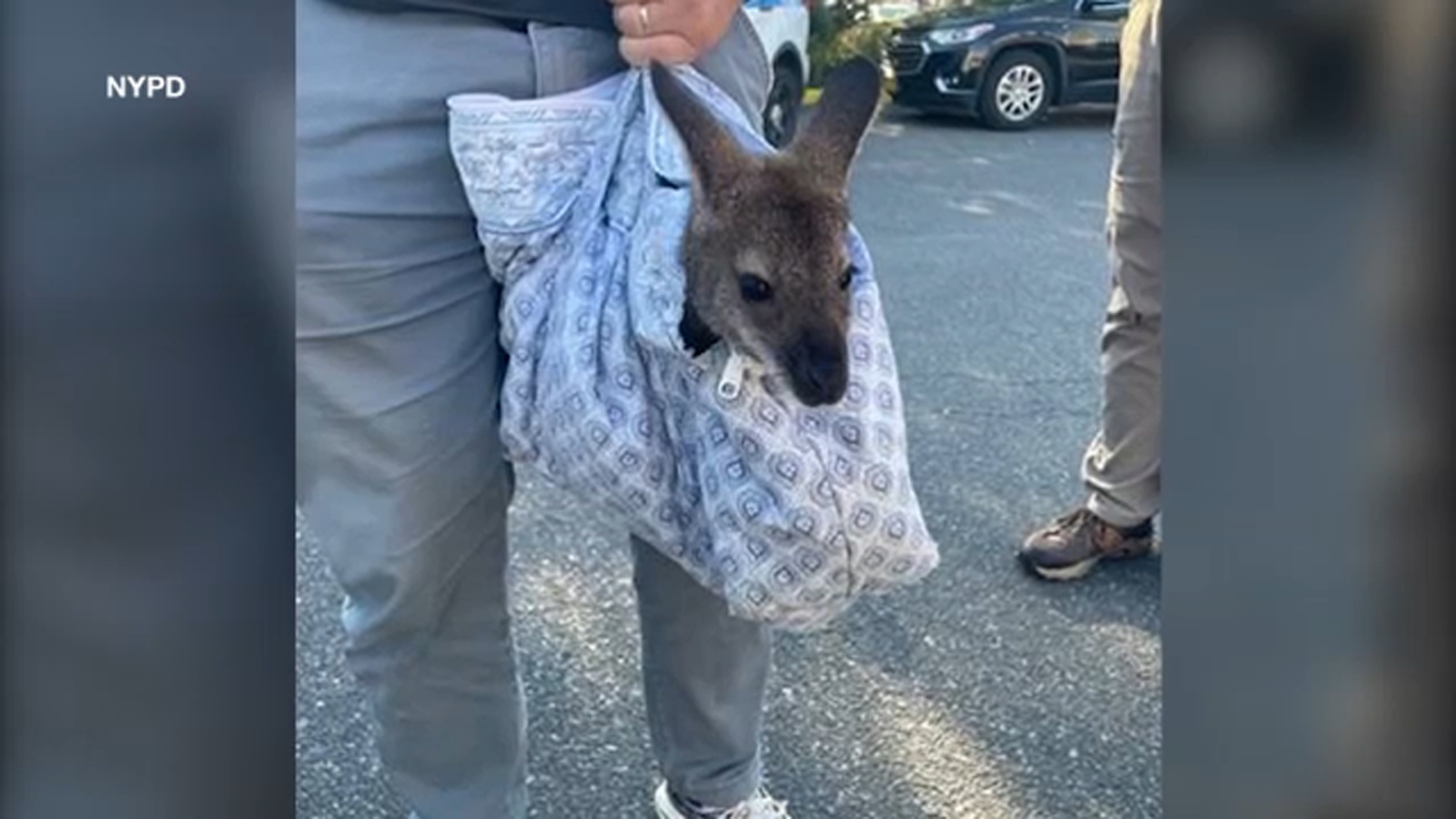 Wallaby spotted on Coney Island Boardwalk rescued, now in foster care ...
