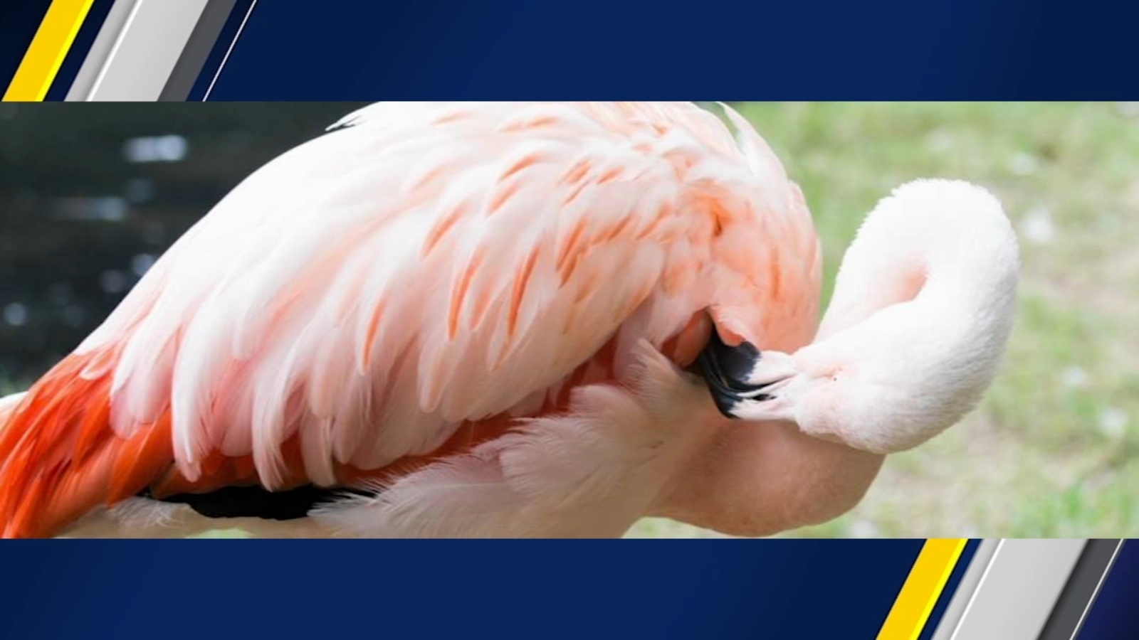 NC Zoo holding Saturday event to say farewell to flamingos - ABC11 ...