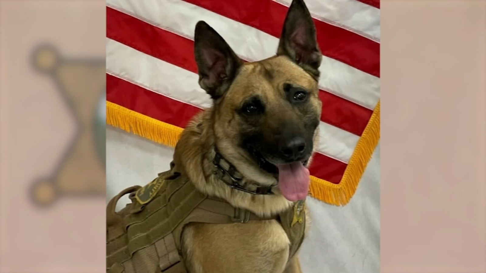 Fallen Kings County Sheriff's K9 Bluz honored in nationwide virtual run ...