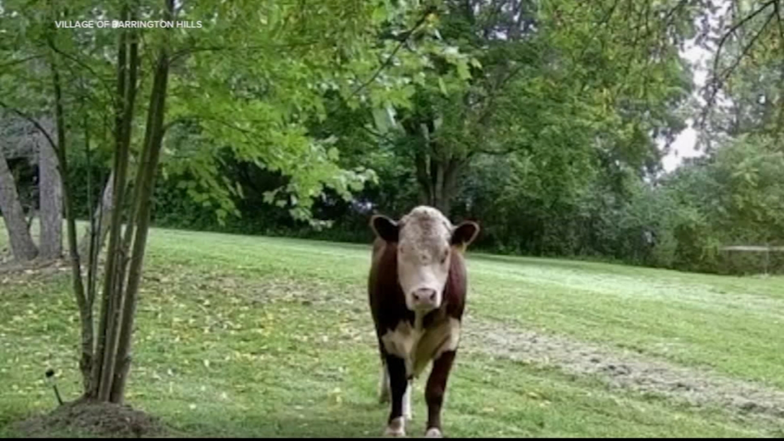 Missing bull: Surveillance camera captures 1.6K-pound animal that ...