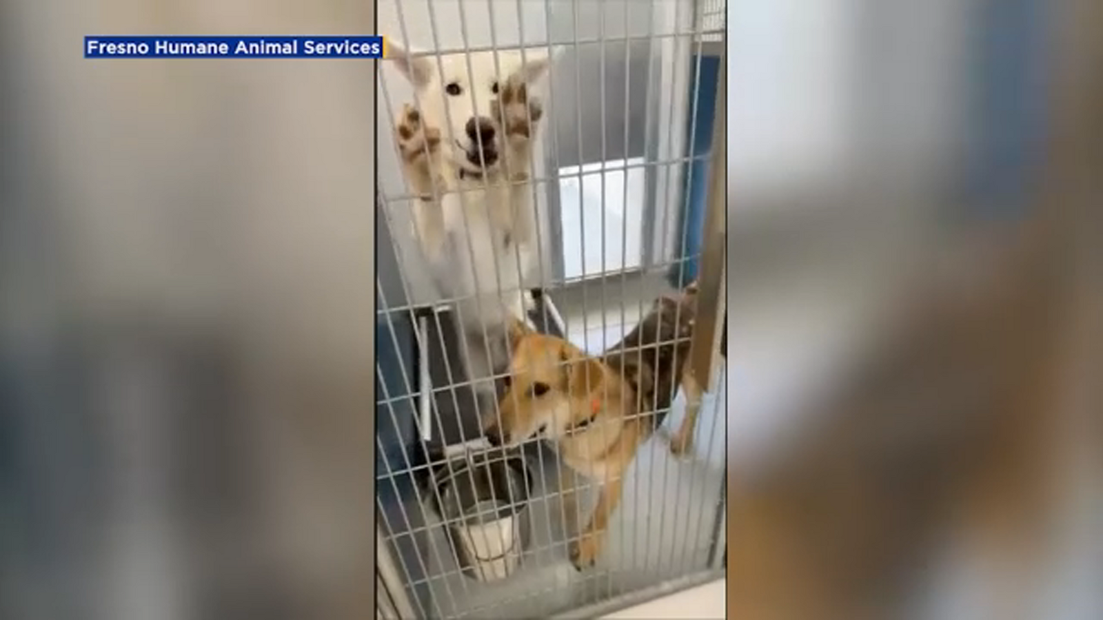 $2 pet adoptions on Tuesday at Fresno Animal Center - ABC30 Fresno